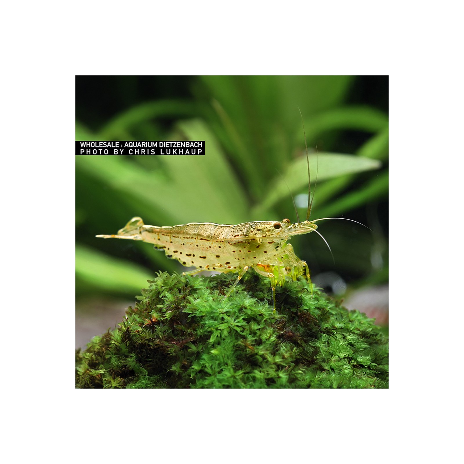 Caridina Multidentata Japonica Amano Shrimp YELLOW