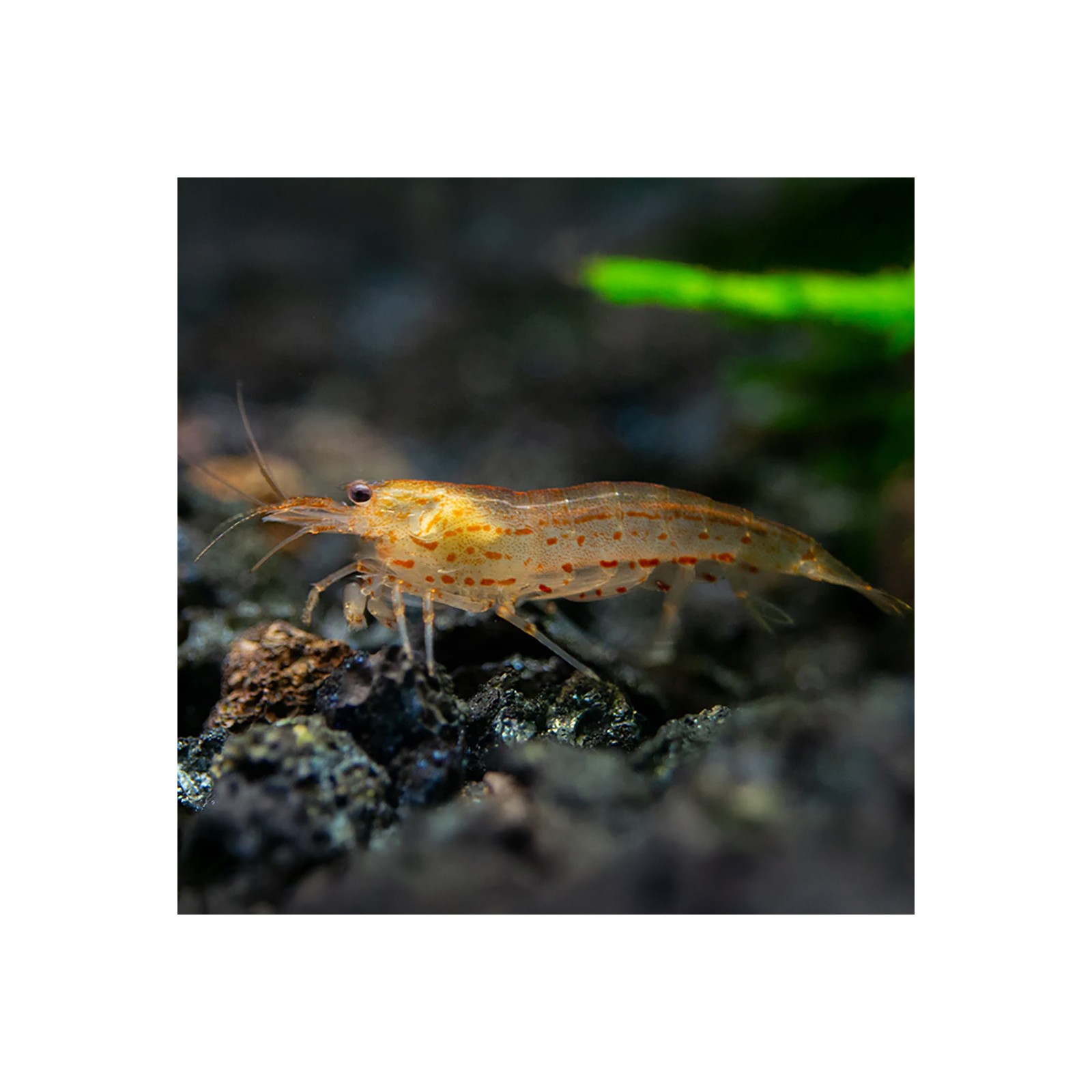 Caridina Multidentata Japonica Amano Shrimp ORANGE
