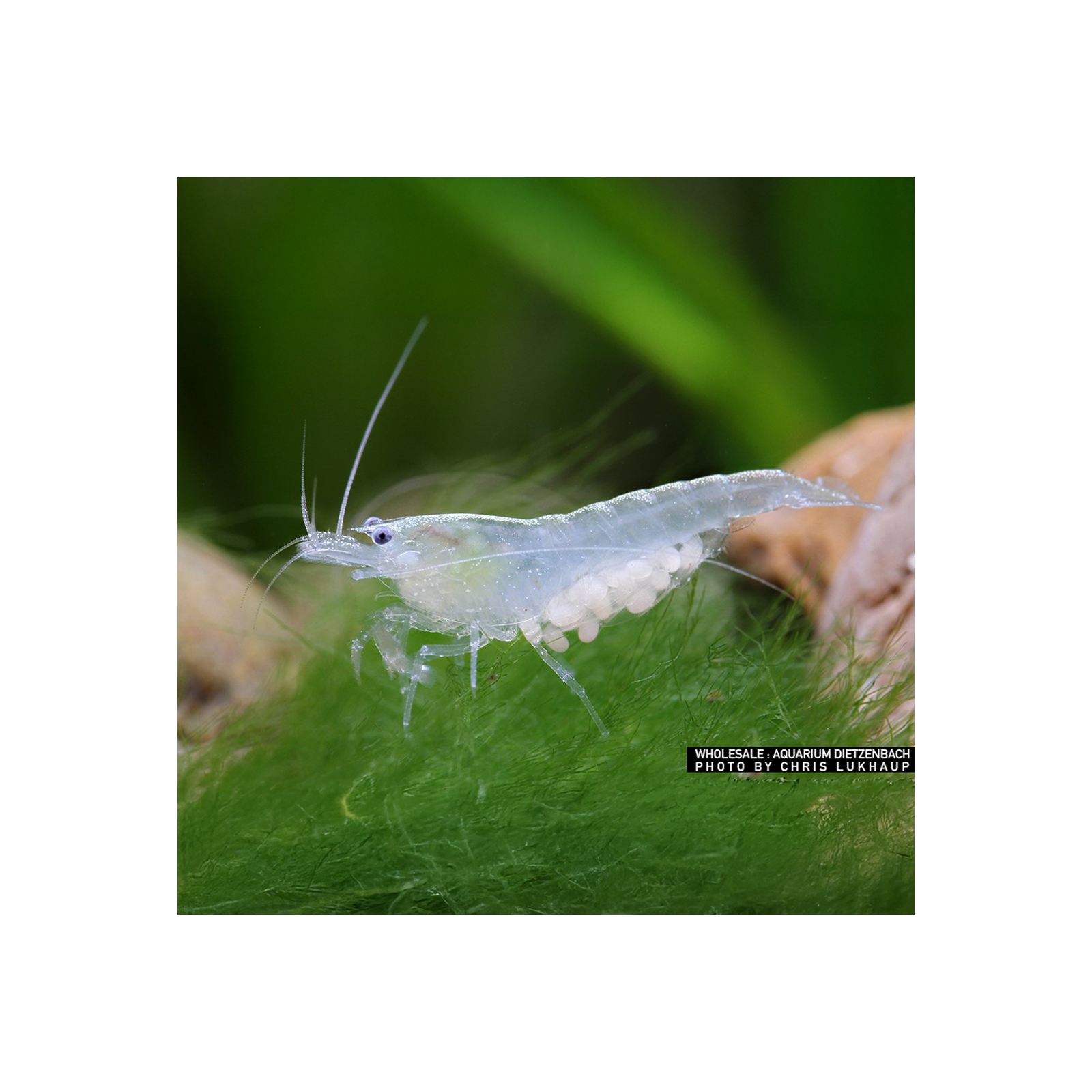 Caridina Multidentata Amano Shrimp SNOW WHITE
