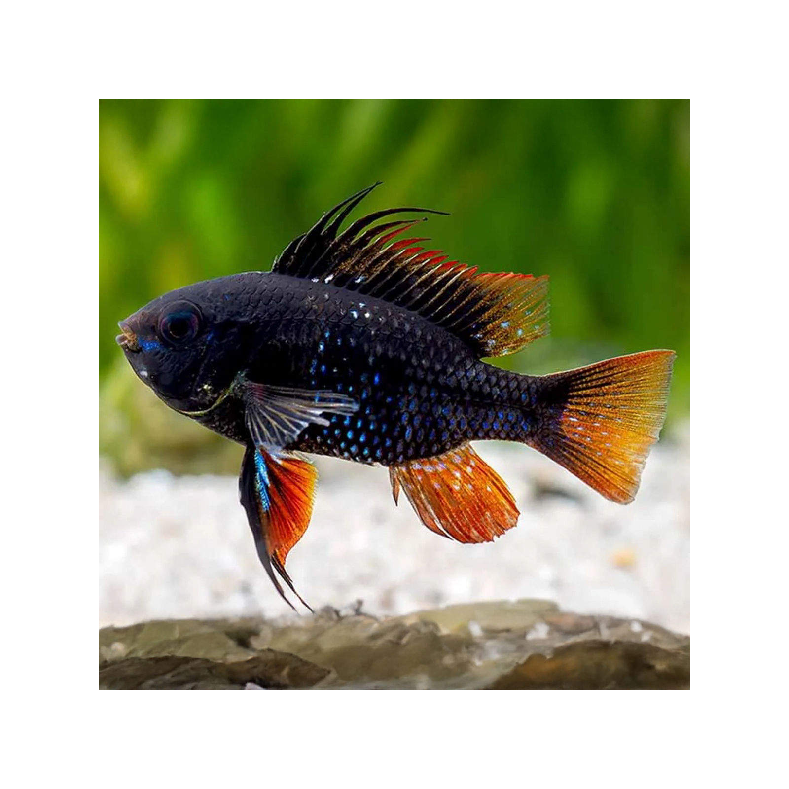 Ramirezi Black - Black Ram Fish (Mikrogeophagus ramirezi) | Vendita ...