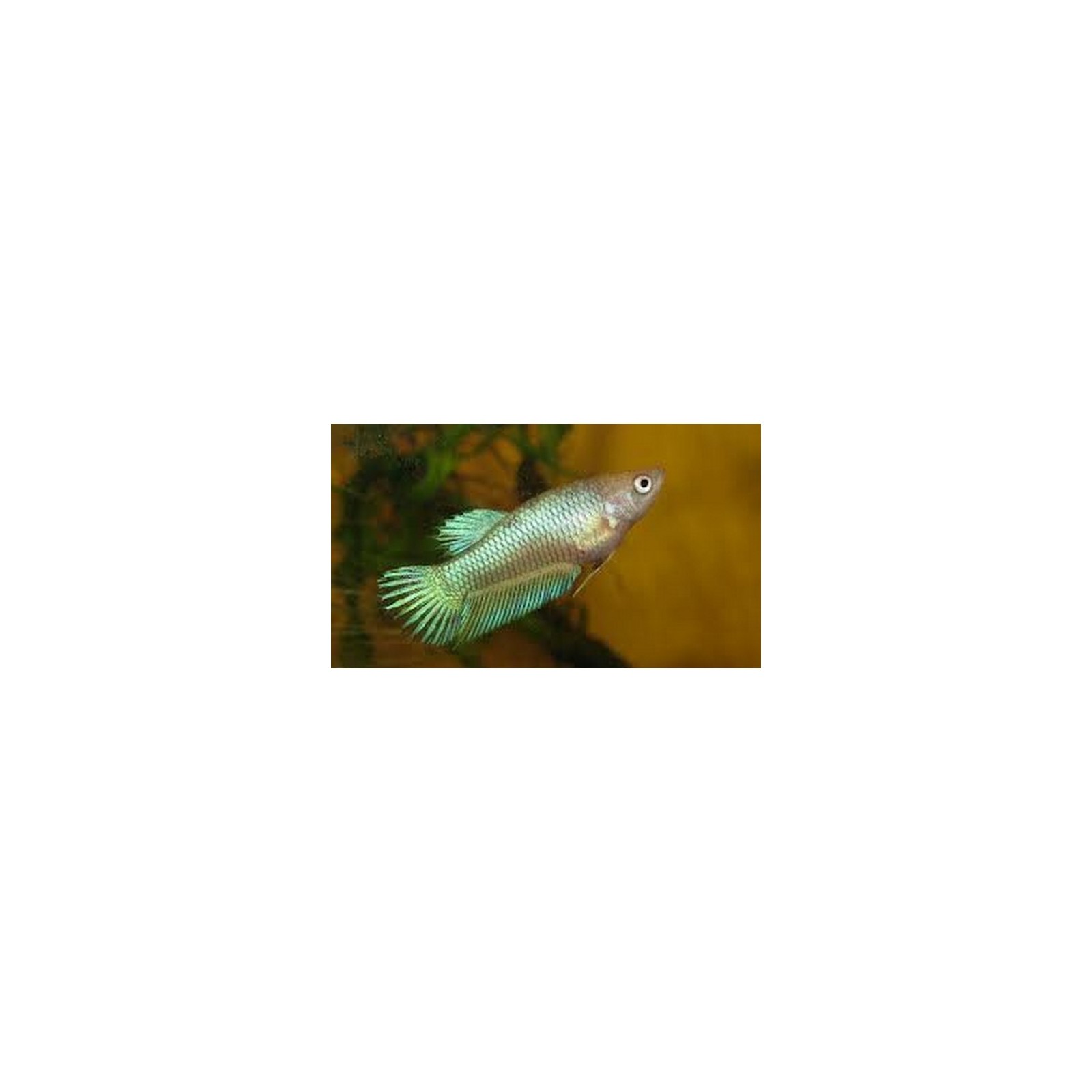 Betta splendens femmina - Pesce combattente siamese per acquario d ...