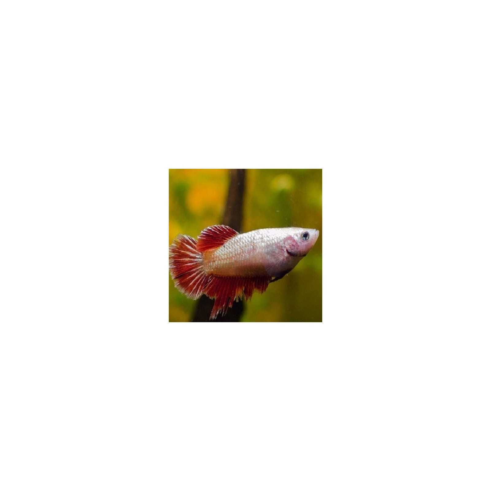 Betta splendens femmina - Pesce combattente siamese per acquario d ...