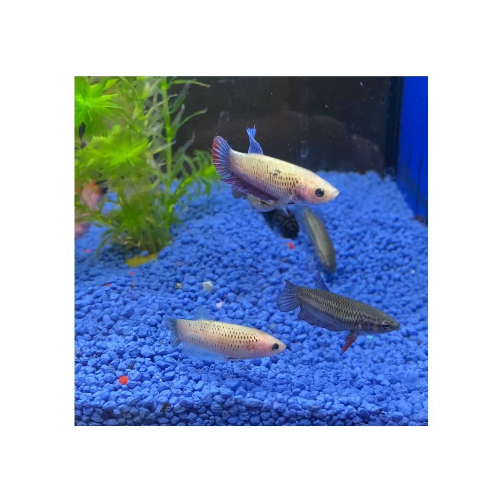 Betta splendens femmina - Pesce combattente siamese per acquario d ...